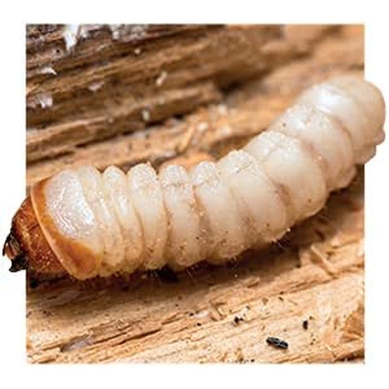Soluguard Woodworm 5L | Toolstation